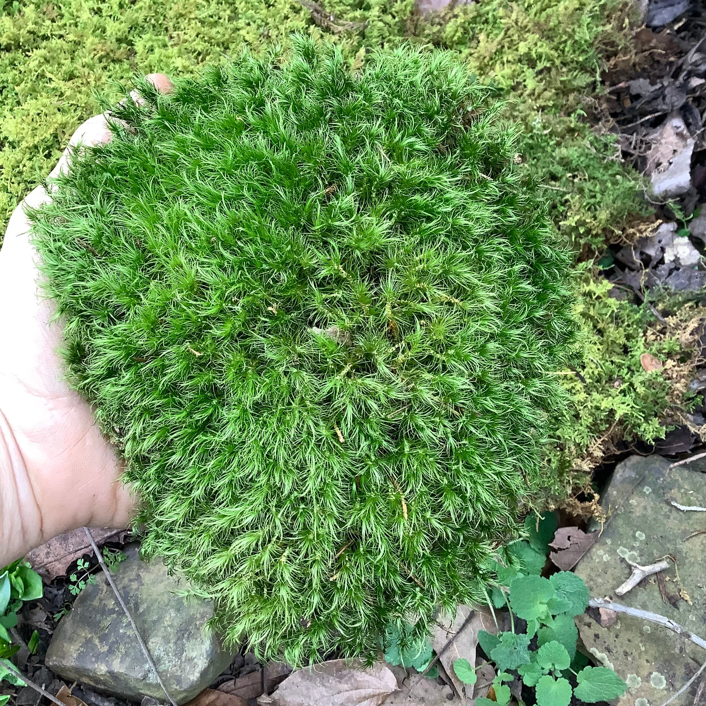4 Sq. Ft. of LIVE Air Dried Mood Moss, Organically Harvested-arkansas ...