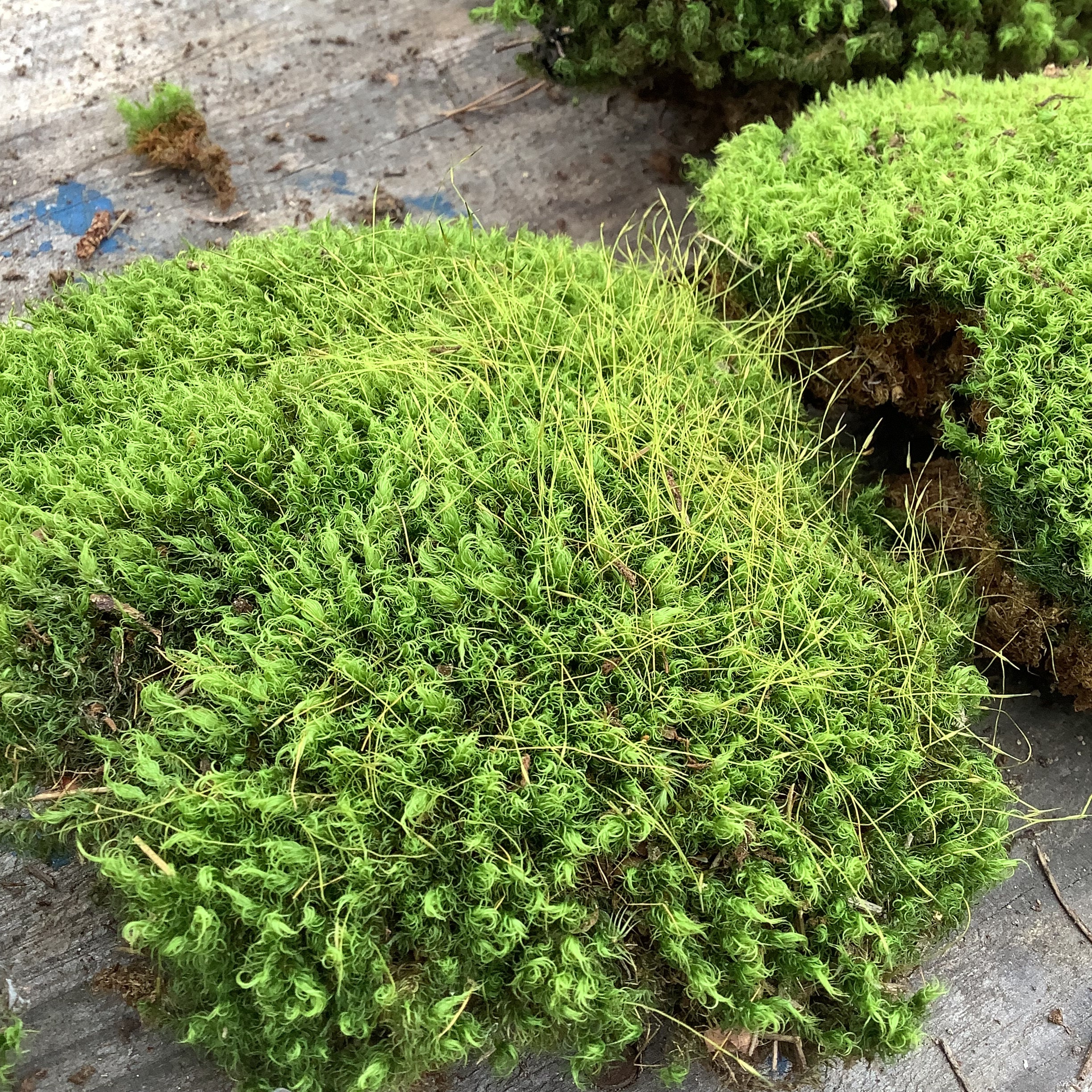 4 Sq. Ft. of LIVE Air Dried Cushion Moss, Organically Harvested ...