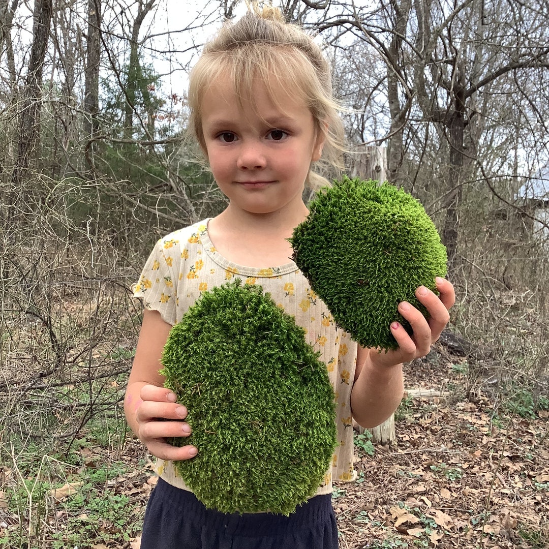 4 Sq. Ft. of LIVE- Air Dried Cushion Moss, Organically Harvested ...