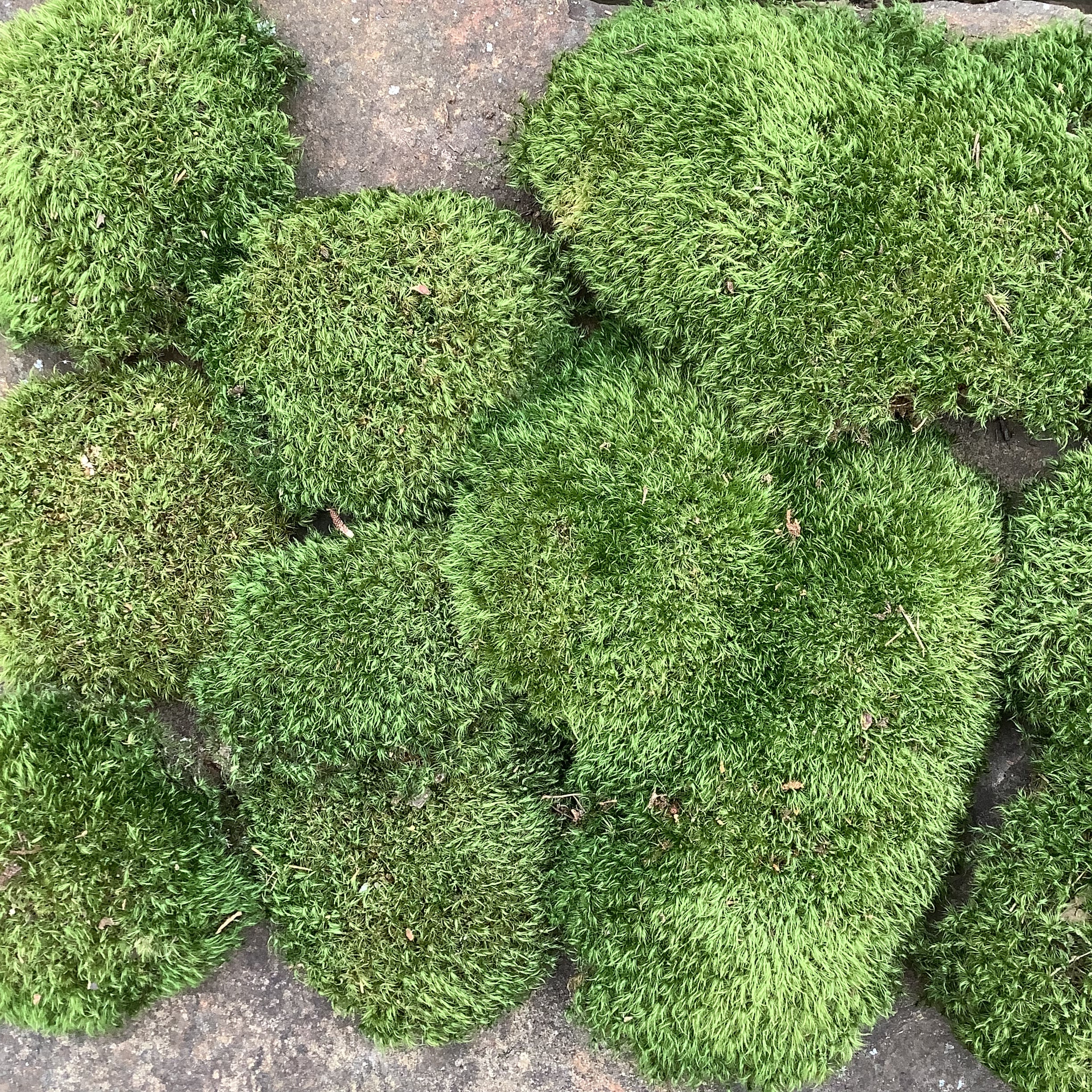 4 Sq. Ft. of LIVE Air Dried Mood Moss, Organically Harvested-arkansas ...