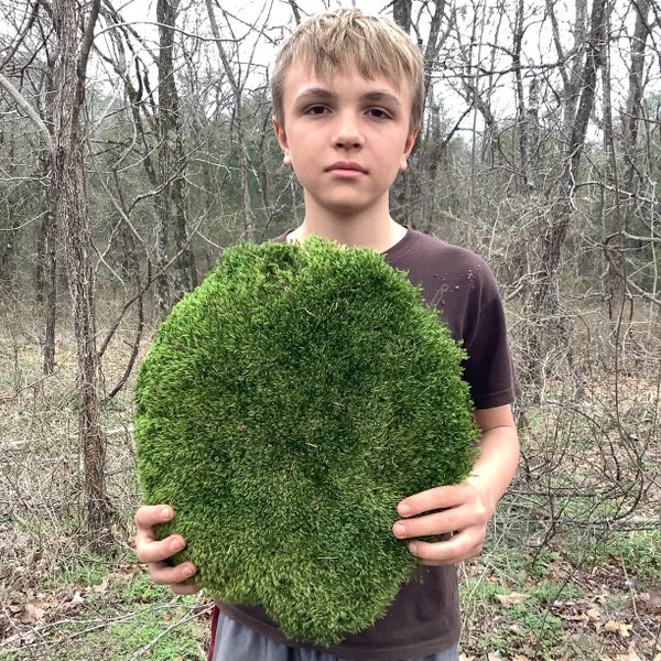 Large Moss Terrarium - Etsy