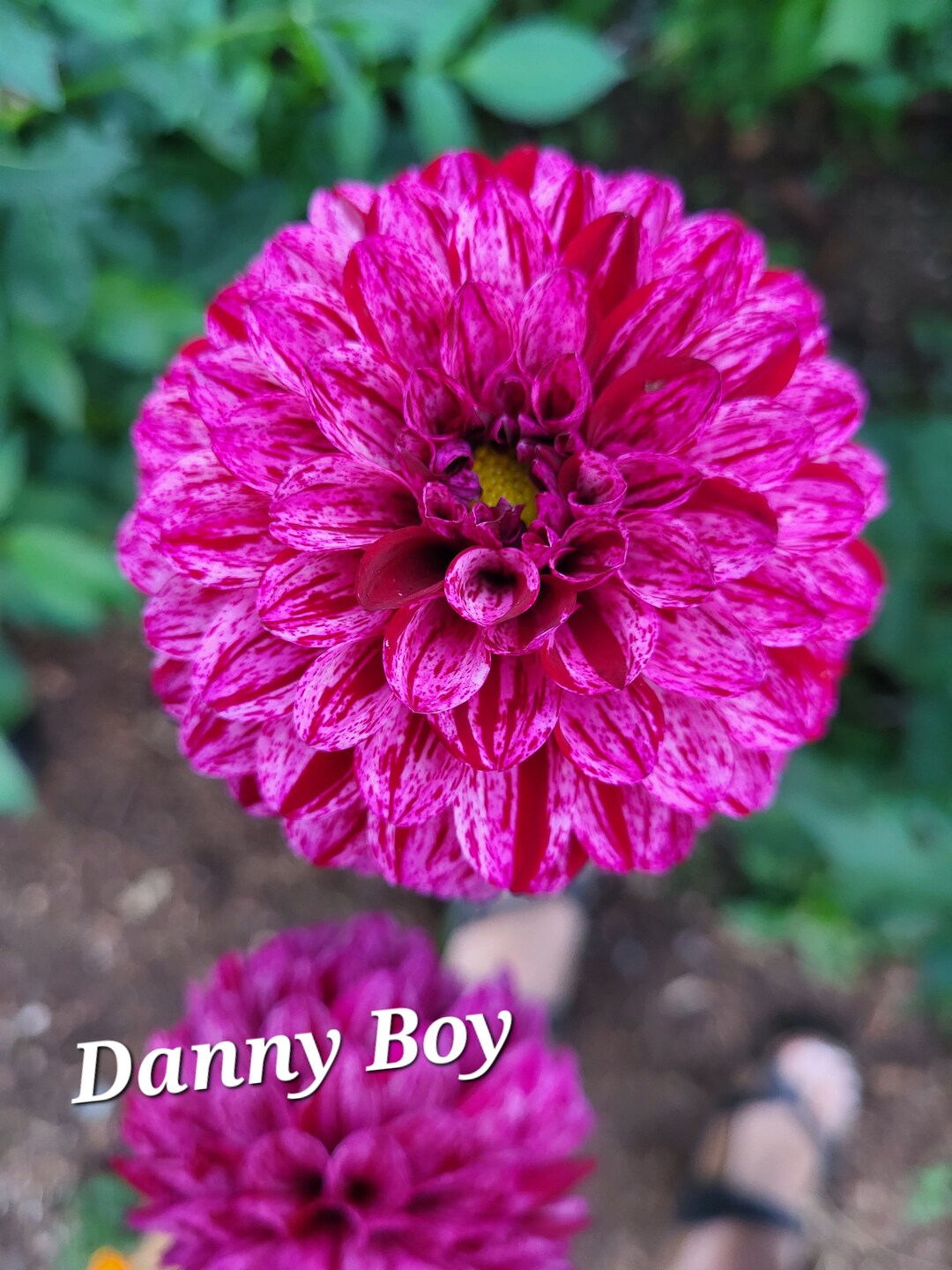 DANNY BOY Dahlia Tuber/shipping Mid April - Etsy