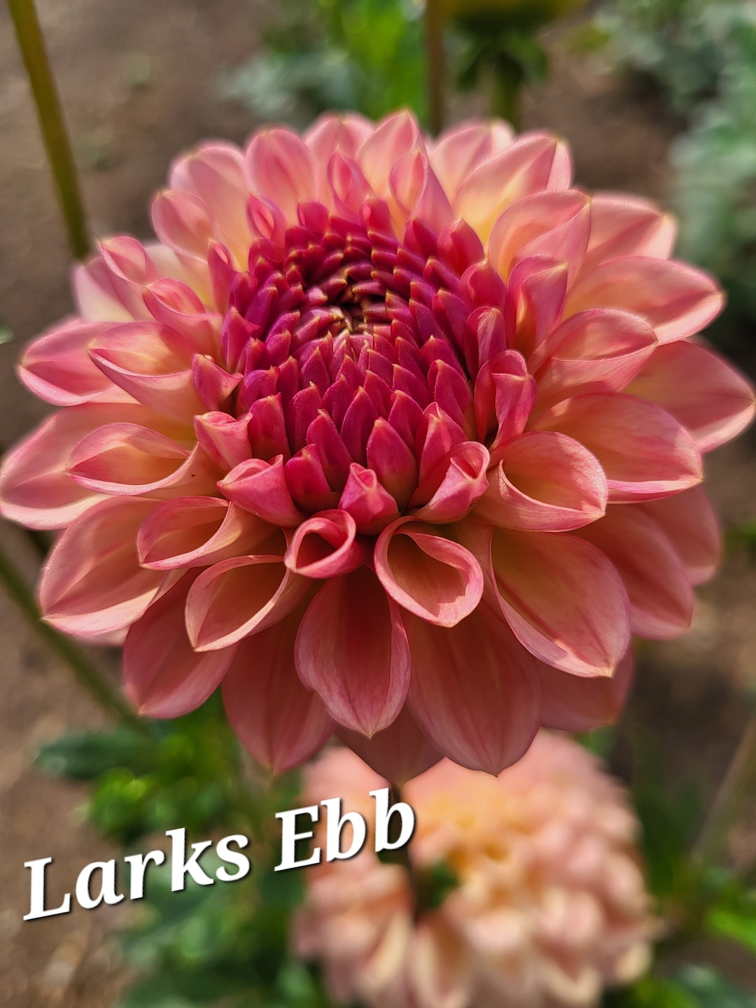 LARKS EBBE Dahlia Tuber/shipping Mid April - Etsy