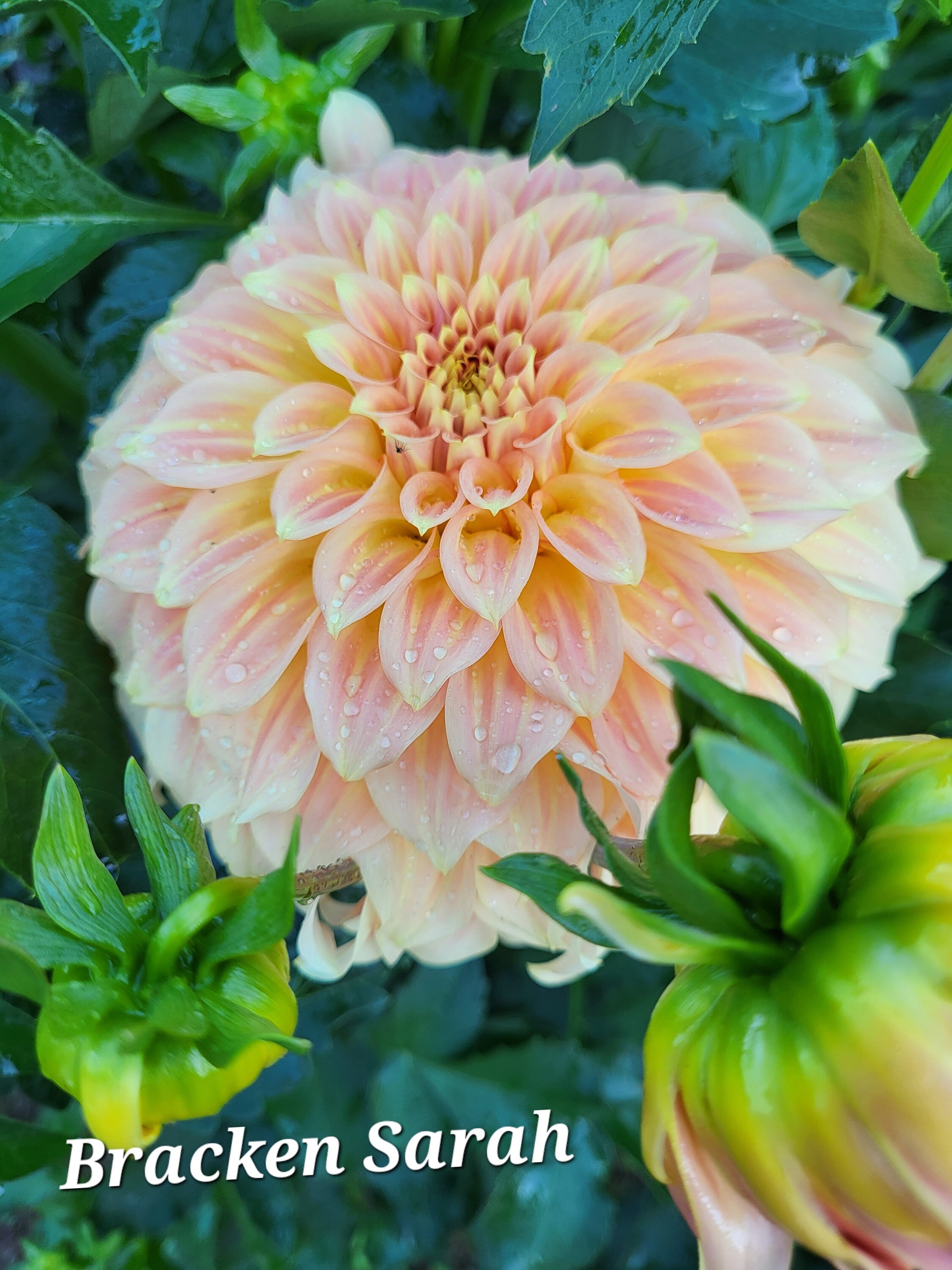 BRACKEN SARAH Dahlia Tuber/shipping Mid April - Etsy