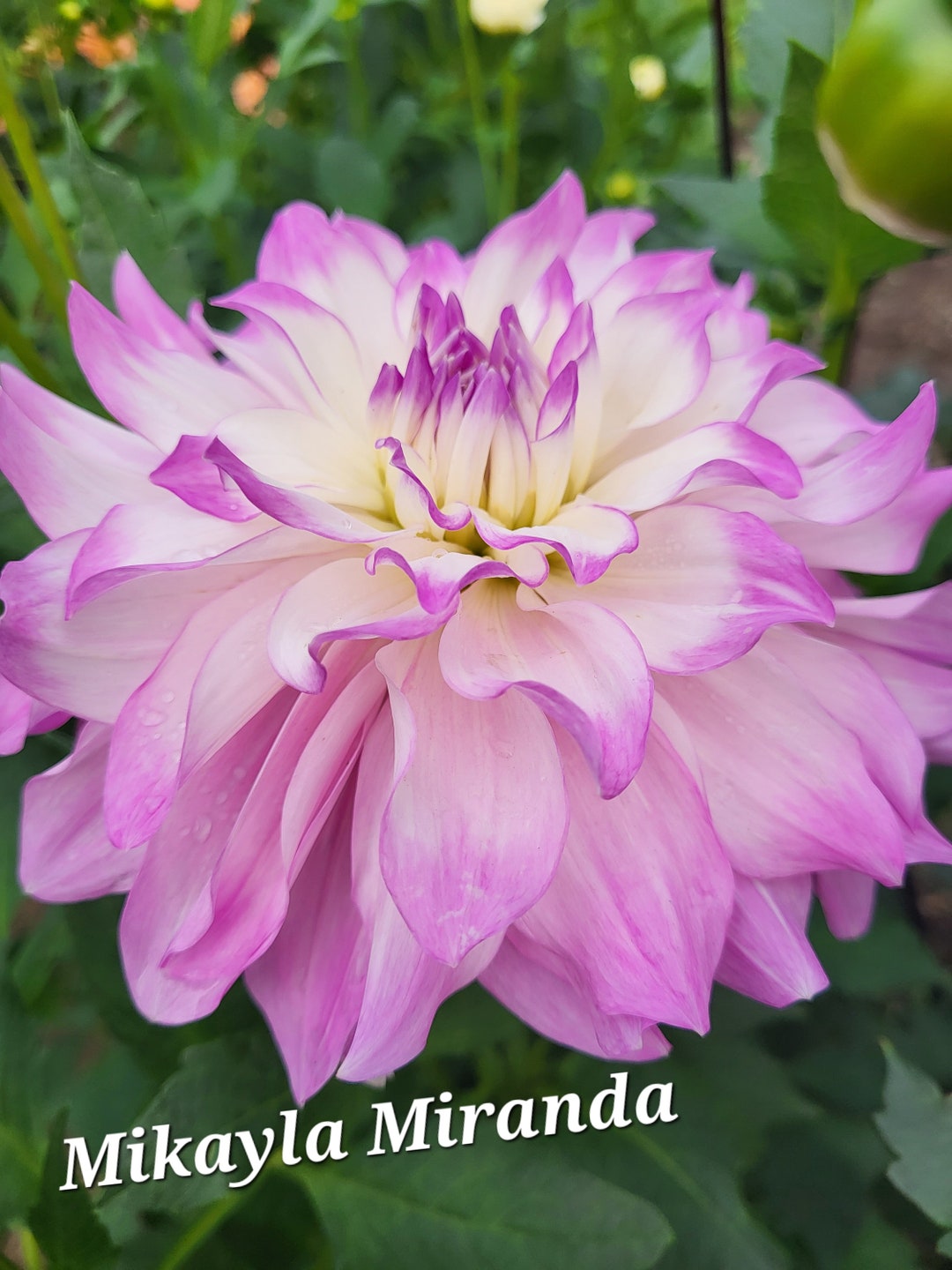 MIKAYA MIRANDA Dahlia Tuber/shipping Mid April - Etsy