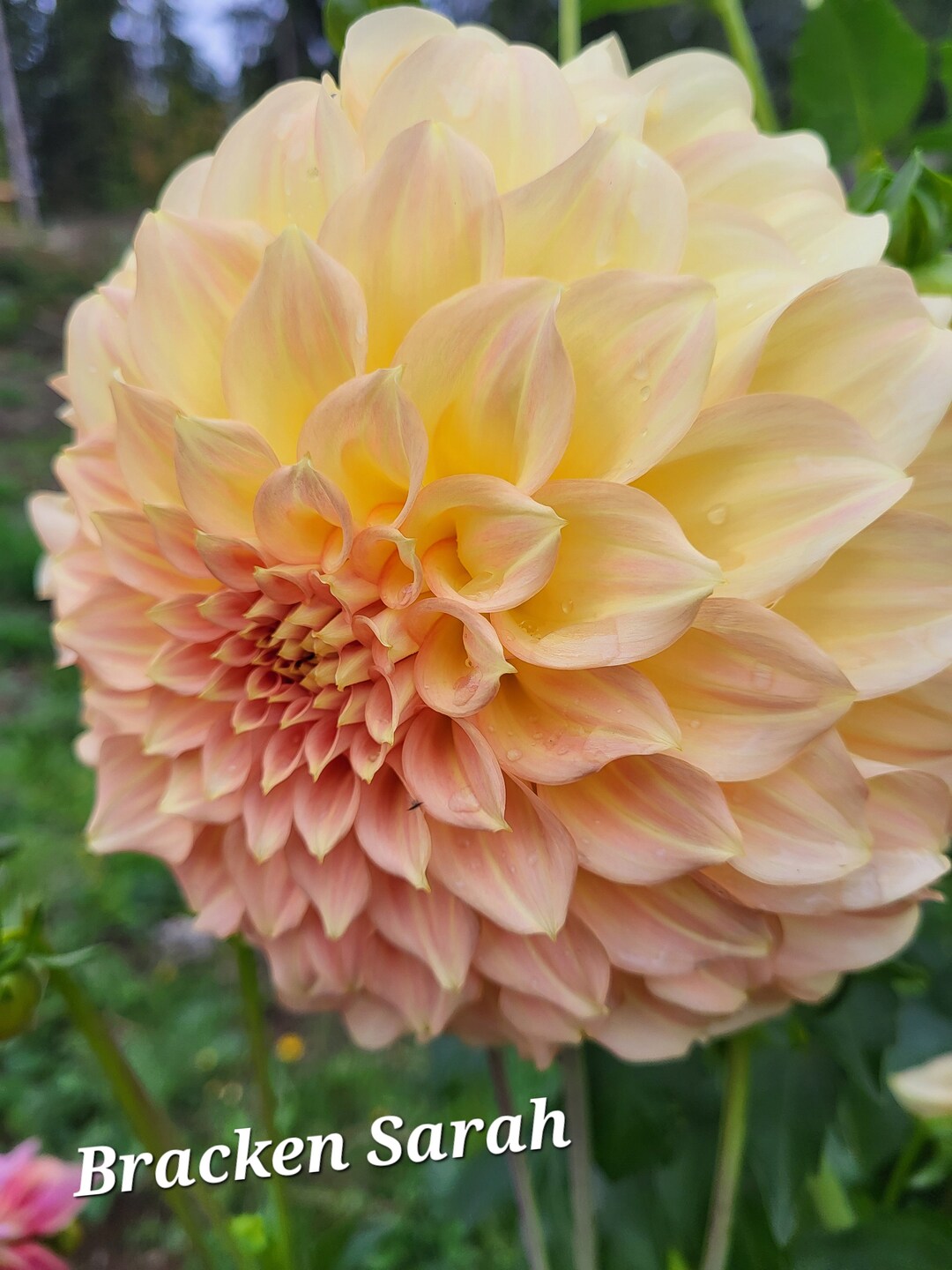 BRACKEN SARAH Dahlia Tuber/shipping Mid April - Etsy