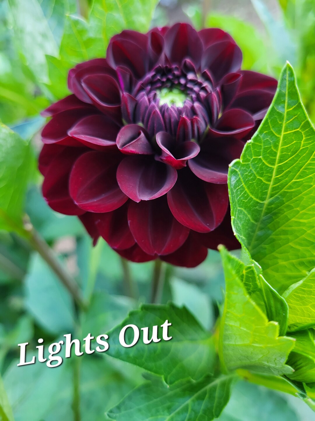 LIGHTS OUT Dahlia Tuber/shipping Mid April - Etsy