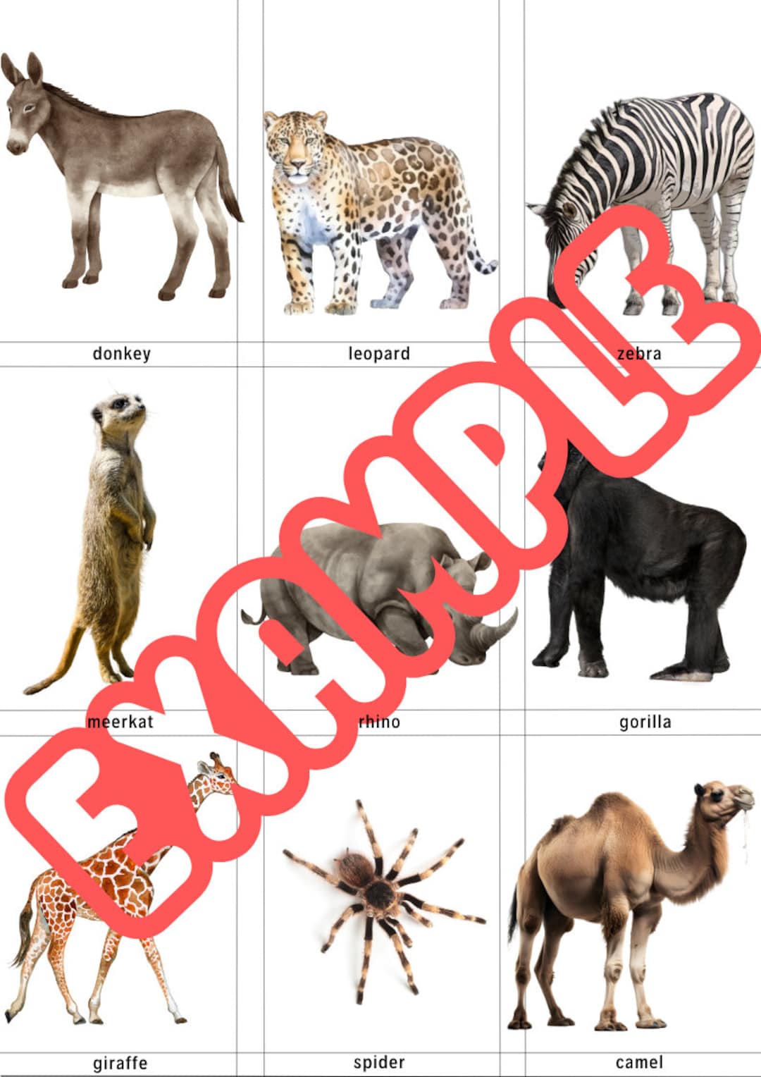 Printable Pdf Boklet | Animal Kingdom Guide for Kids | 90 Animal Names ...