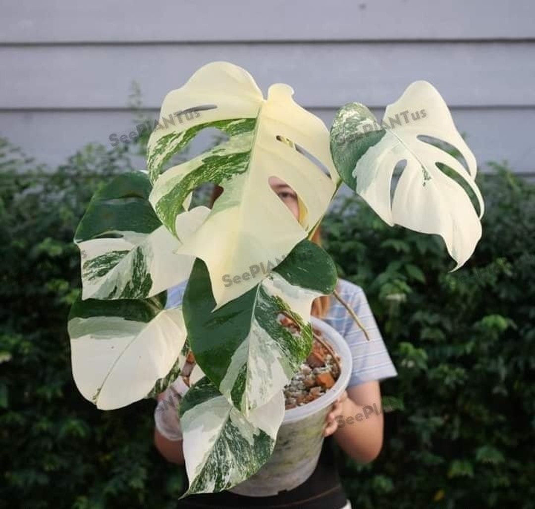 Monstera Albo Variegated Live Plant With POT Highly Rare Monstera Albo ...