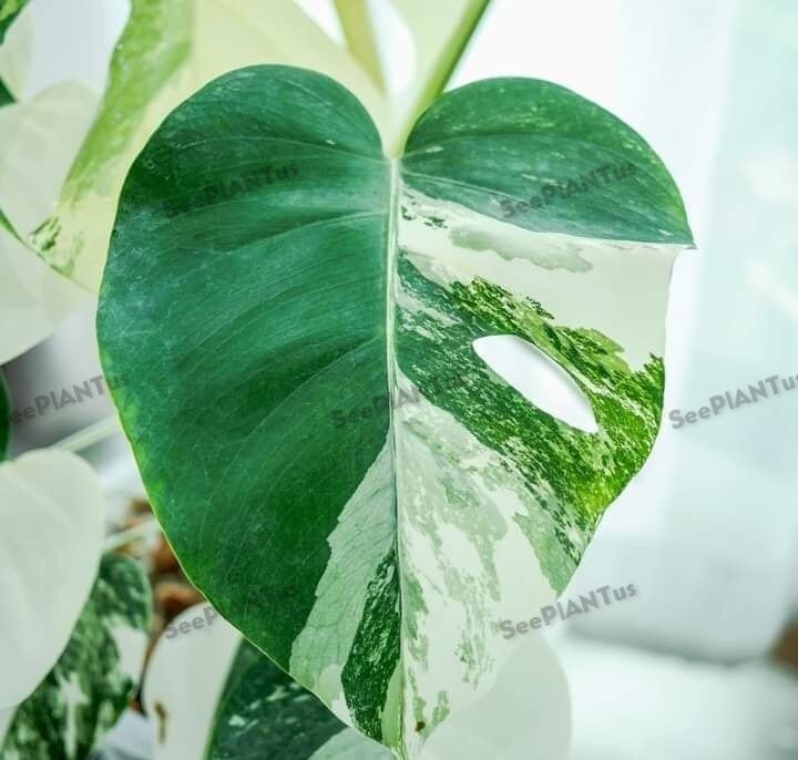 Monstera Albo Variegated Live Plant With POT Highly Rare Monstera Albo ...
