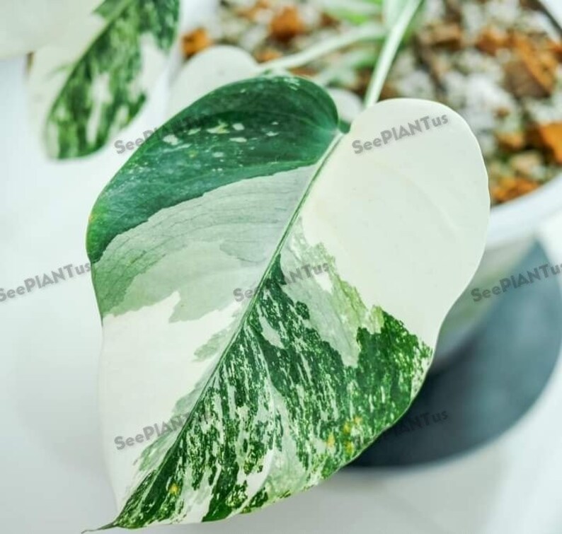 Monstera Albo Variegated Live Plant With POT Highly Rare Monstera Albo ...