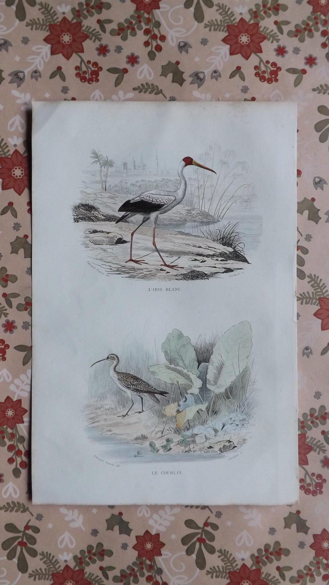 THE WHITE IBIS / THE CURLEW. Drawing by travies Engraved by pardinel ...