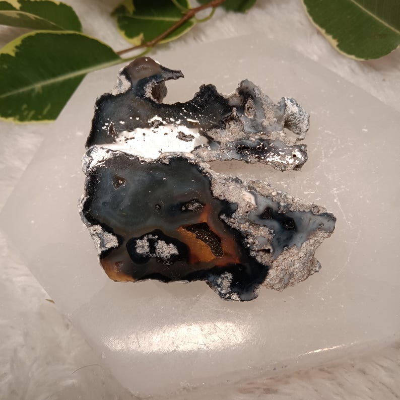 Coral Geode Fossil:2.25" Gold Druzy Pocket, Ancient Coral Reef 30 ...