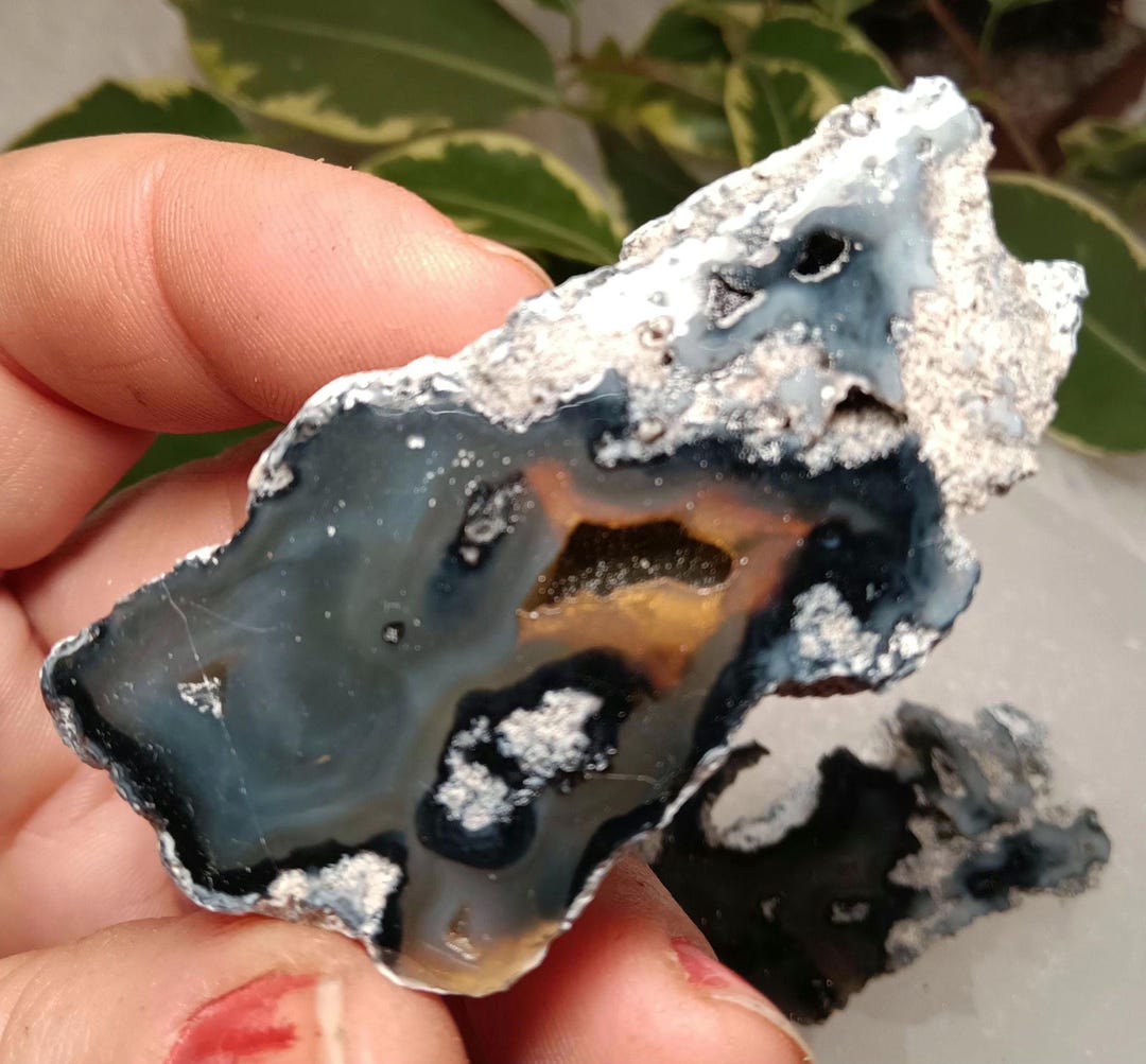 Coral Geode Fossil:2.25" Gold Druzy Pocket, Ancient Coral Reef 30 ...