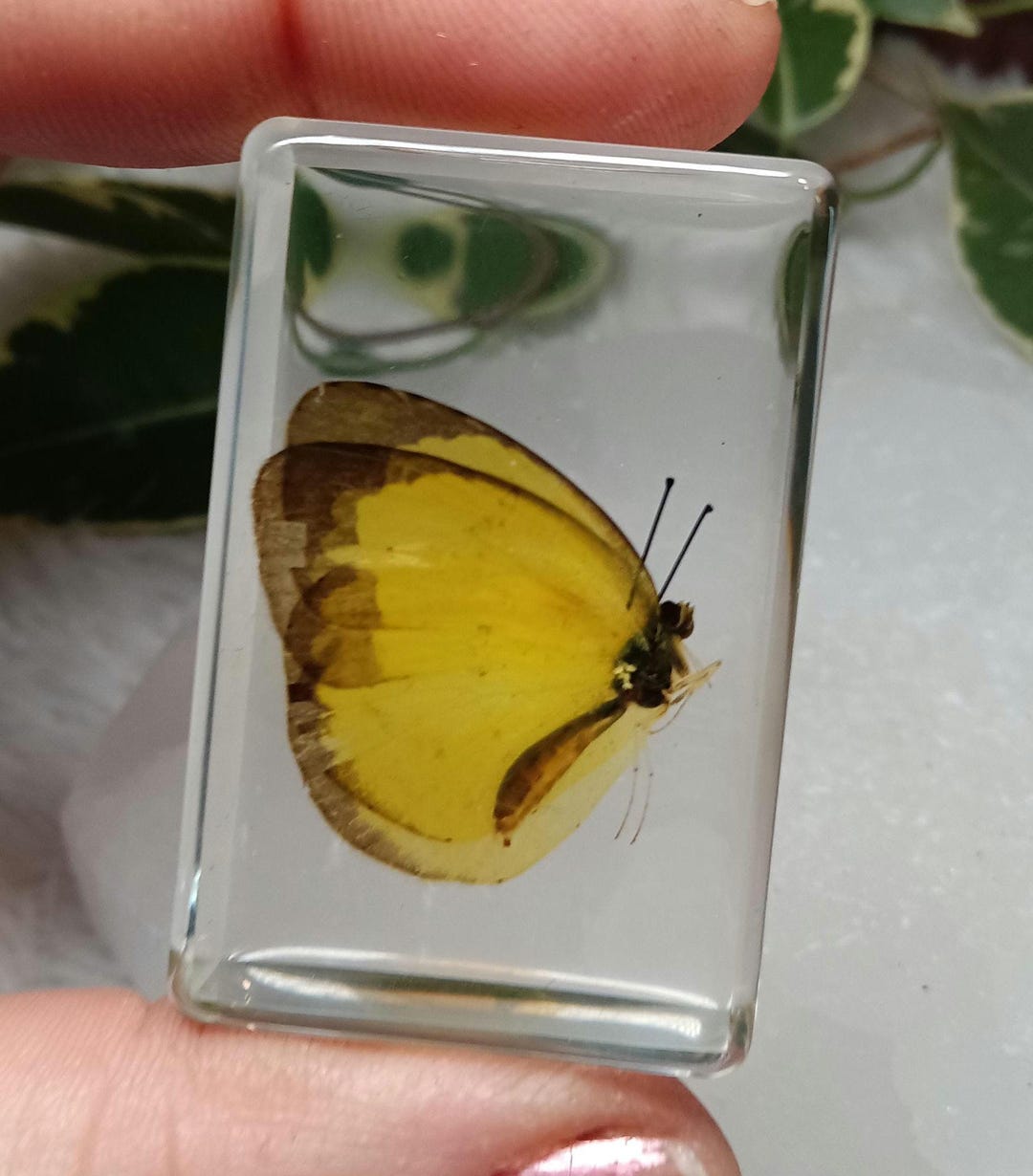 Yellow Butterfly Preserved in Resin: 1.75" - Etsy