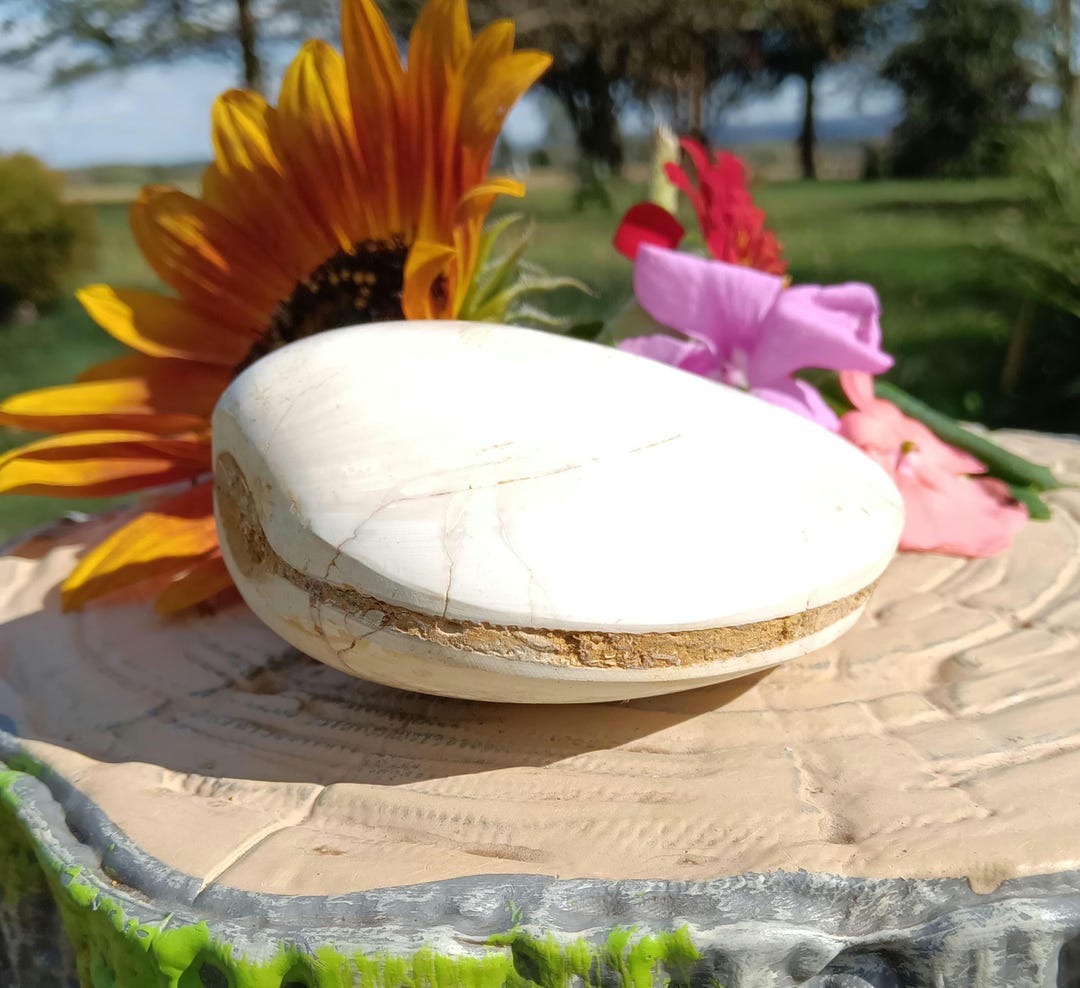 Natural Fossilized Clam, Cream & Beige Banded Shell (3 Inch) - Etsy