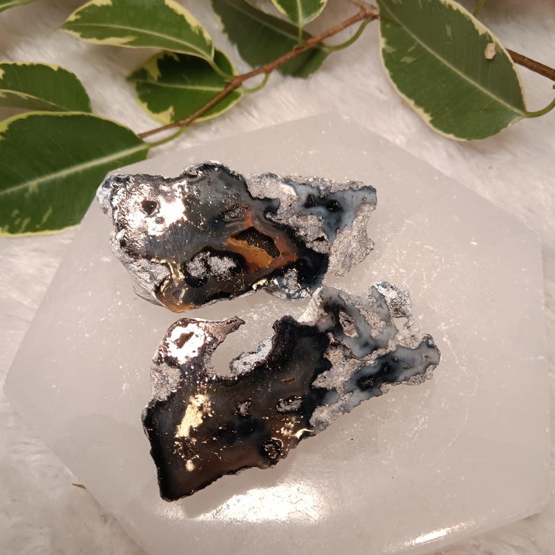 Coral Geode Fossil:2.25" Gold Druzy Pocket, Ancient Coral Reef 30 ...