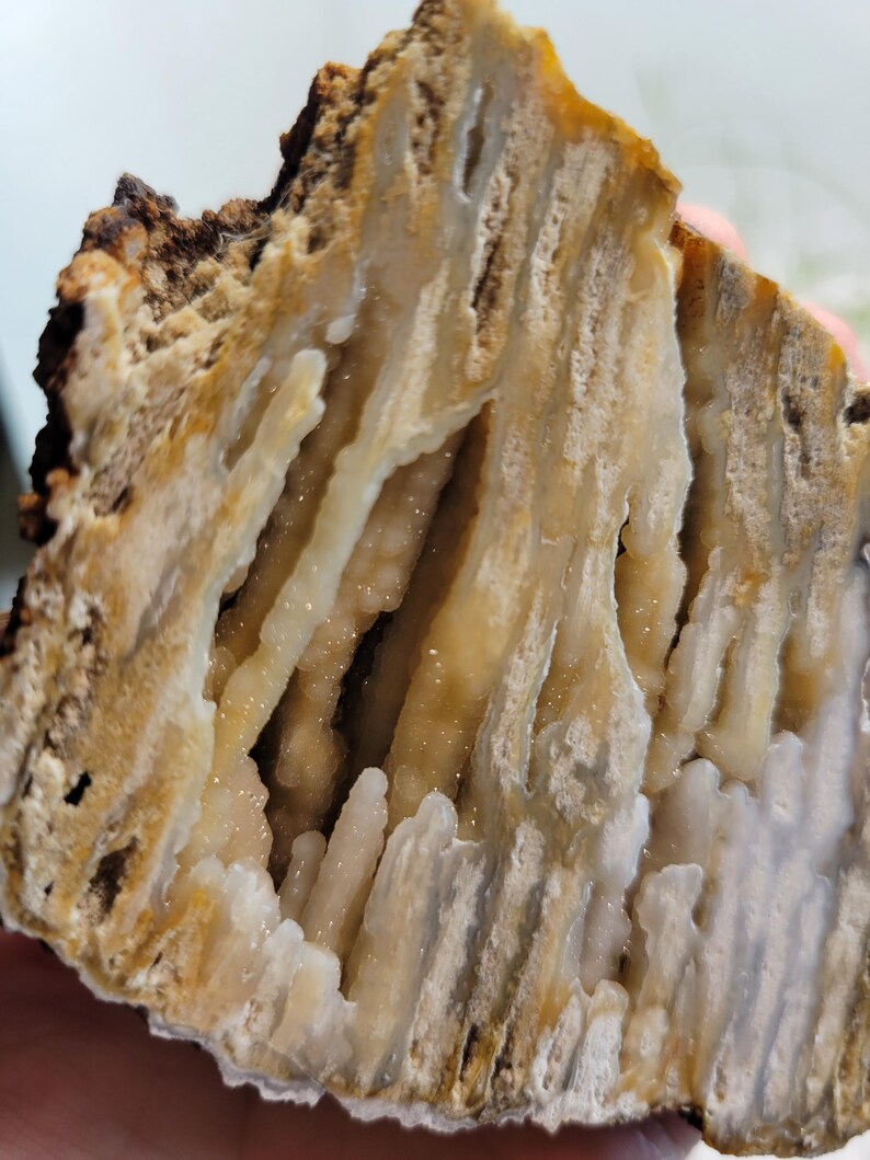 Coral Head Geode Half Fossil: 4.25" Rare Sparkly Druzy Stalactite Cave ...