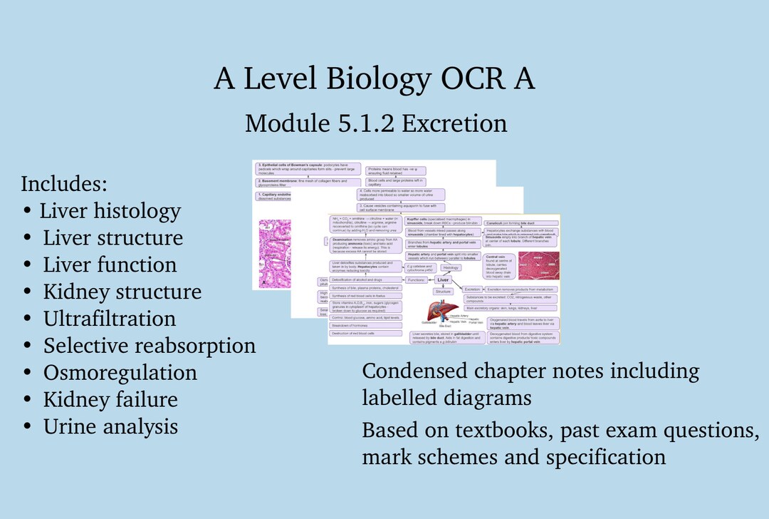 A Level Biology OCR A Module 5.1.2 Excretion Notes. - Etsy