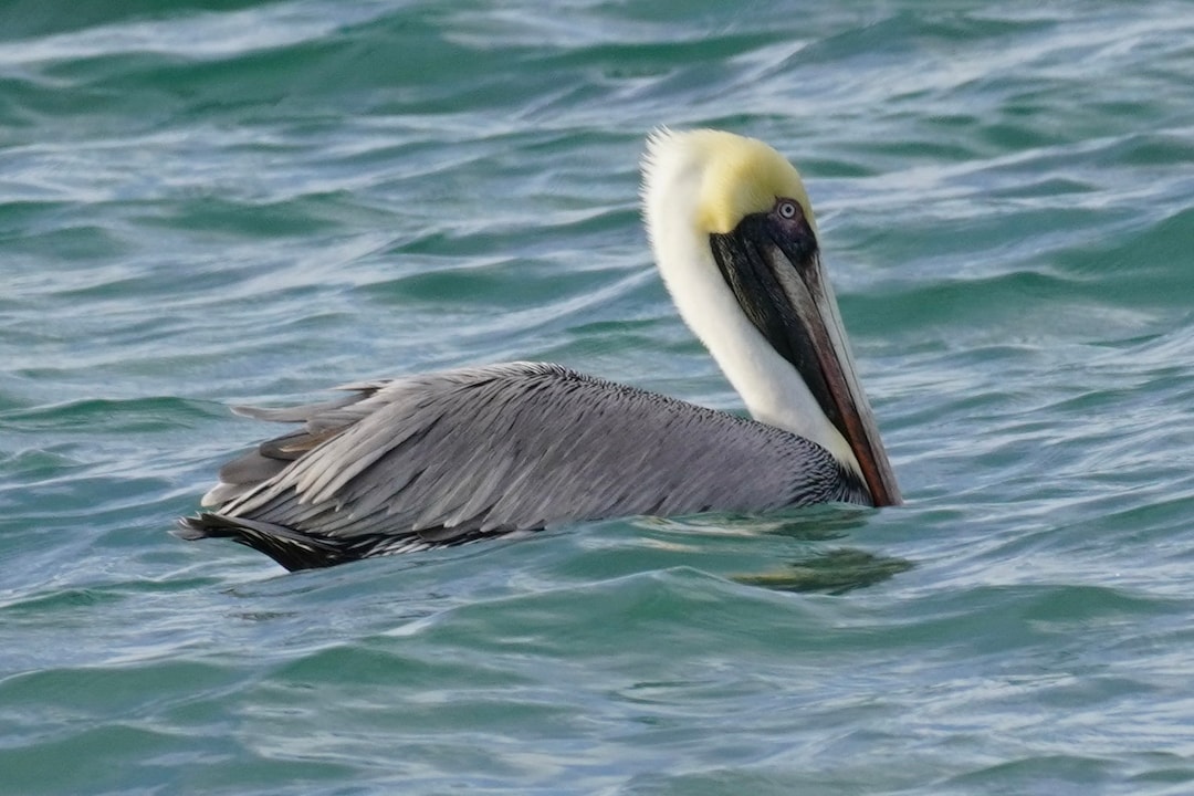 Pelican Float - Etsy
