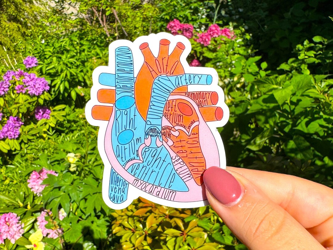 Heart Anatomy Sticker Labeled Heart Structure Durable, Handmade ...