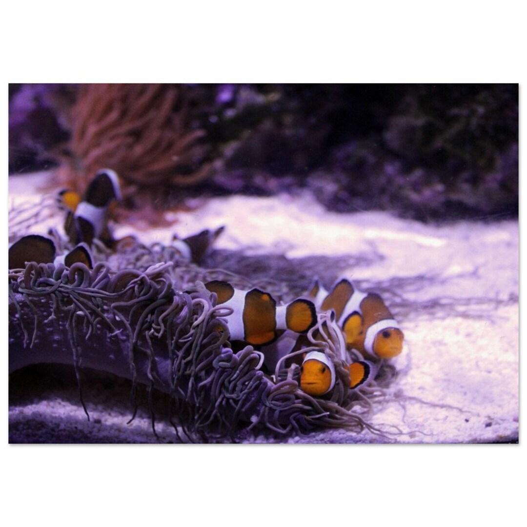 Clownfish in Aquarium / Love / Photography / Photo Print / Picture ...