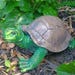 Concrete Garden Turtle Painted Tortoise Garden Figurine Cement Reptile ...