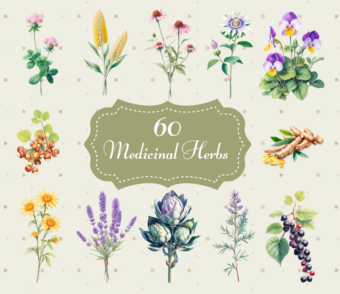 Medicinal Herbs Clipart Collection | Aromatic Herbs | Officinal Plants ...