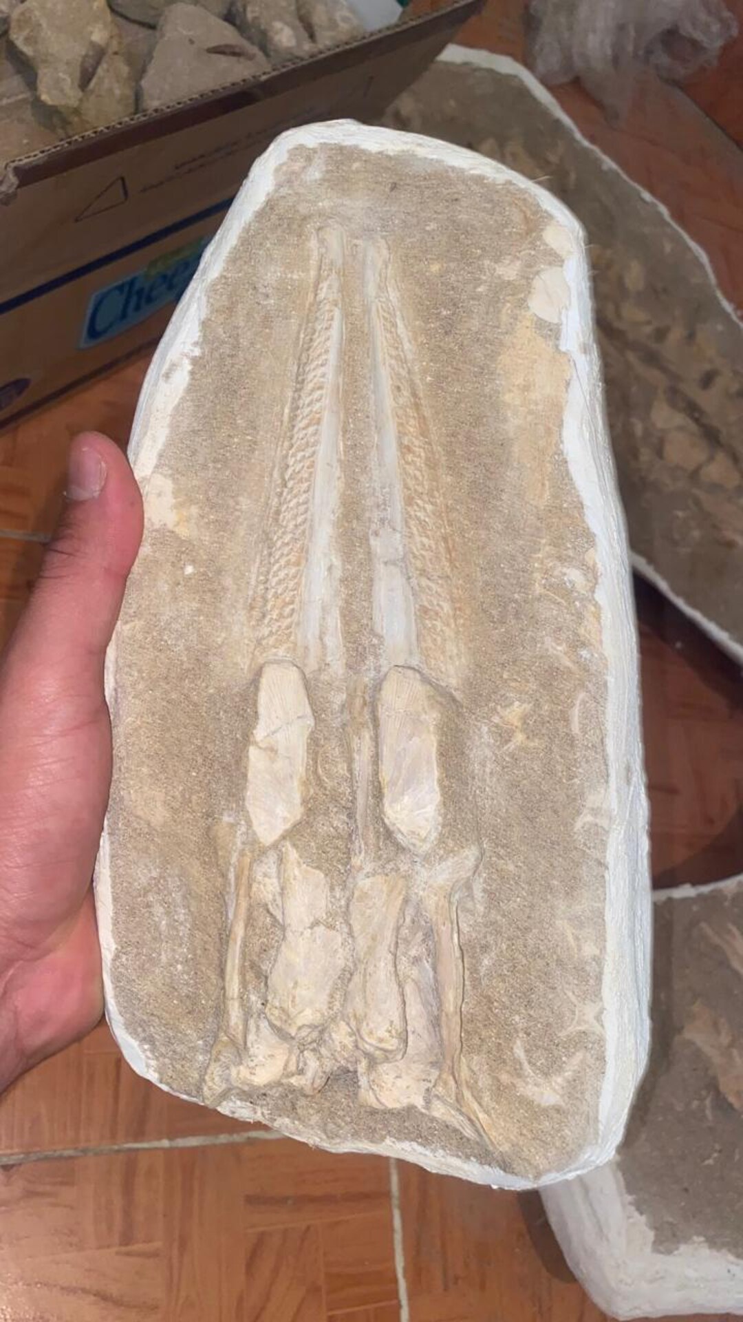 Authentic Fish Fossil – Preserved Tail & Spine in Natural Matrix ...