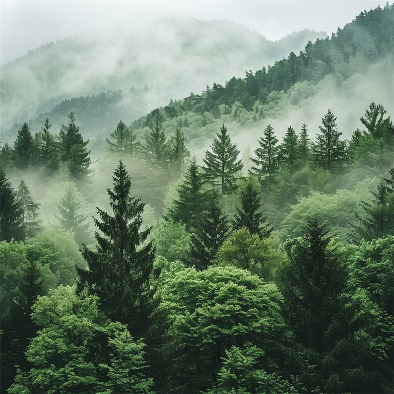 46 Misty Forest Landscape Clipart, Mountain Pine Trees Digital Art ...