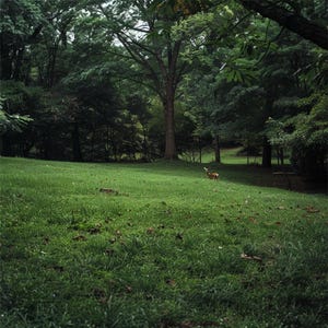 24 Green Park Trees Clipart, Nature Landscape Illustration, Digital ...