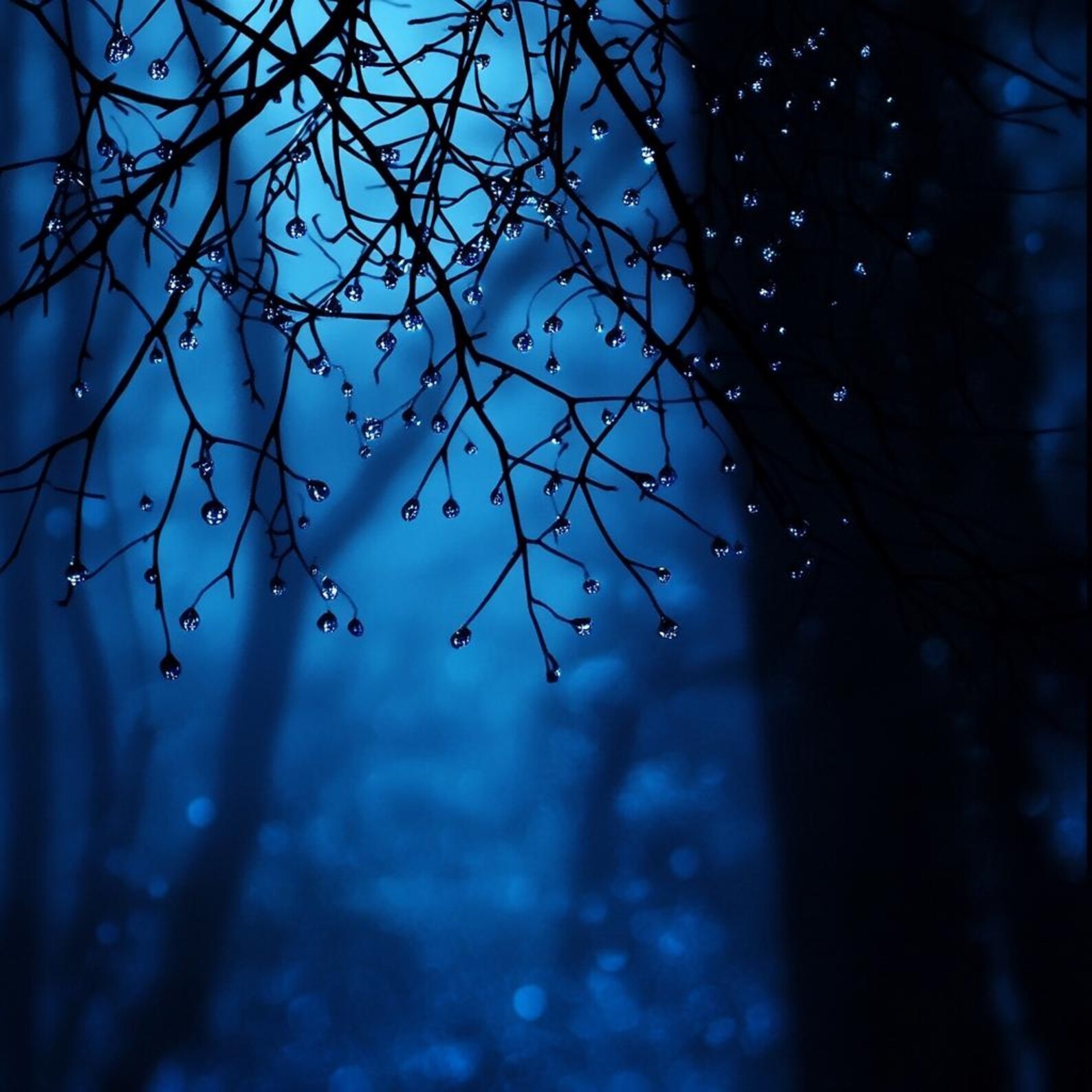 24 Blue Forest Clipart, Watercolor Woods Clipart, Dark Forest Graphic ...