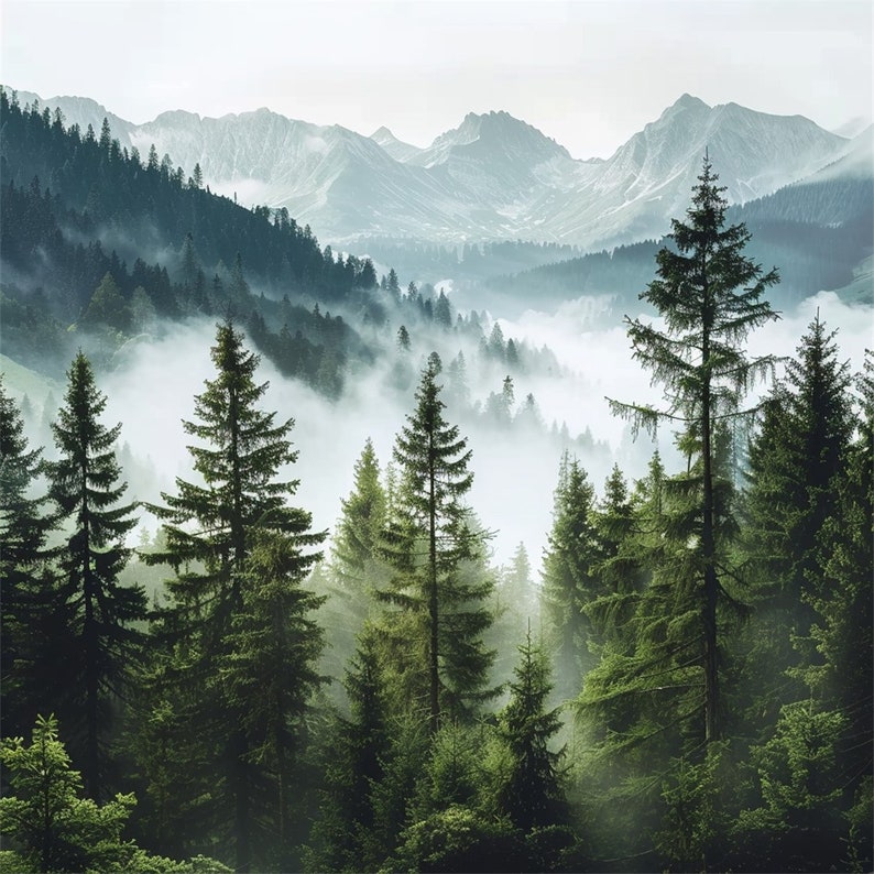 46 Misty Forest Landscape Clipart, Mountain Pine Trees Digital Art ...