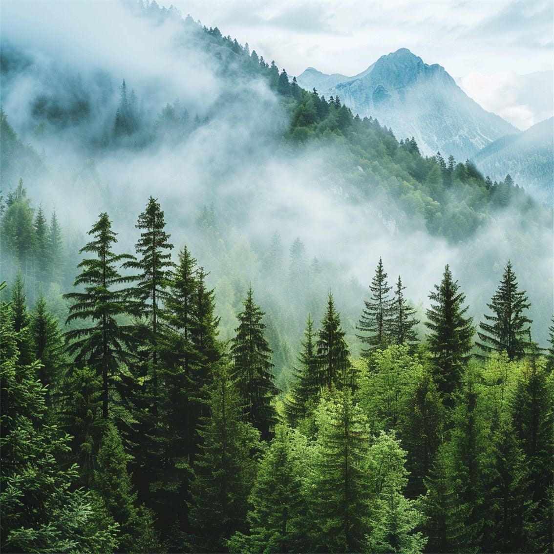 46 Misty Forest Landscape Clipart, Mountain Pine Trees Digital Art ...