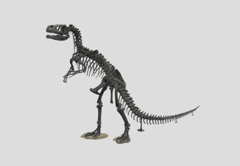 Unearth the Past: 3D Printable Allosaurus Skeleton Model - Etsy