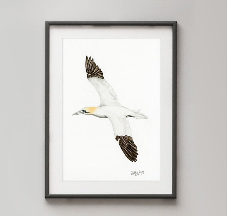 Northern Gannet Print From Wingspan 8x10 In. - Etsy