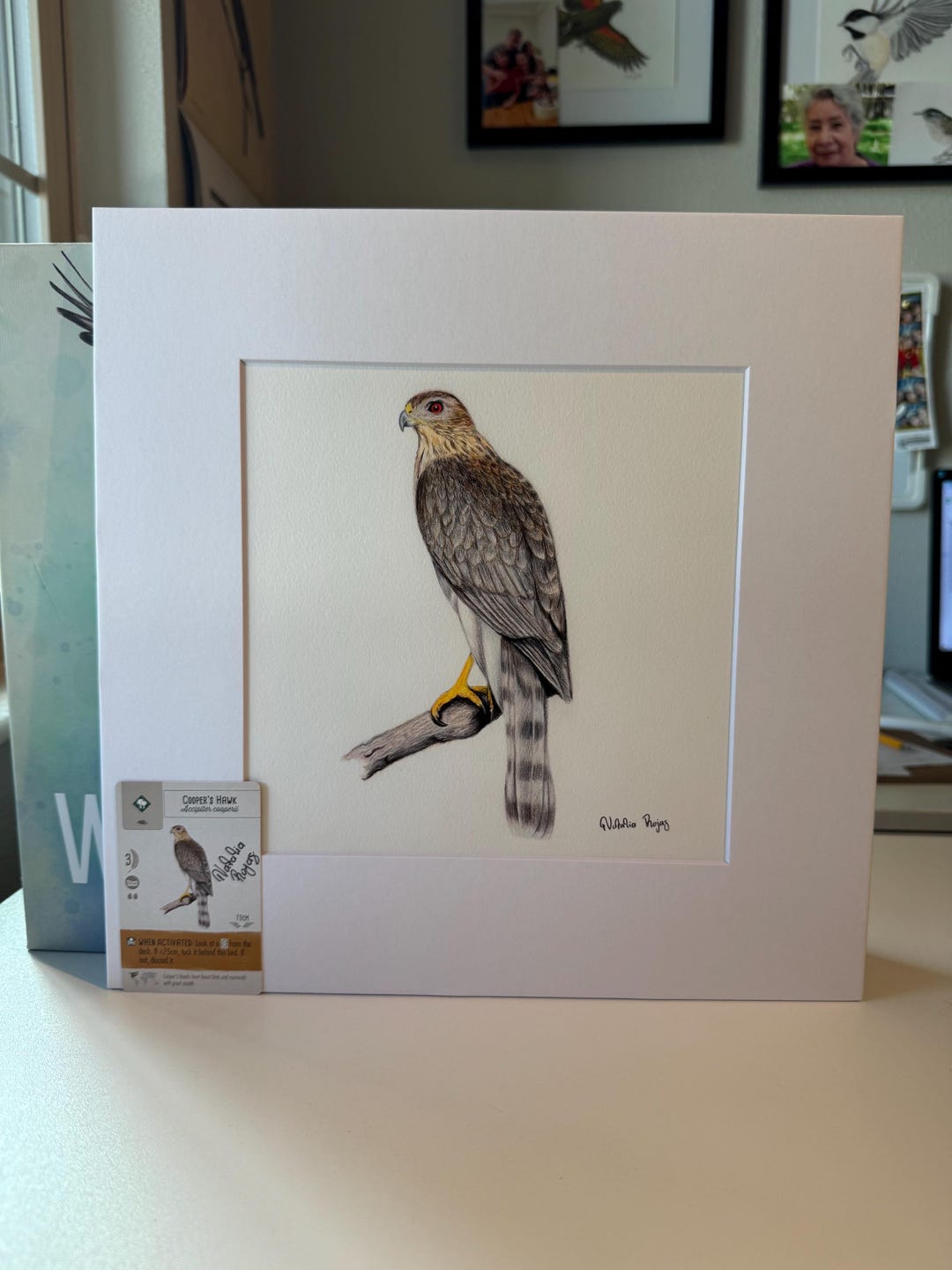 Cooper's Hawk Print From Wingspan 8x8 In. - Etsy