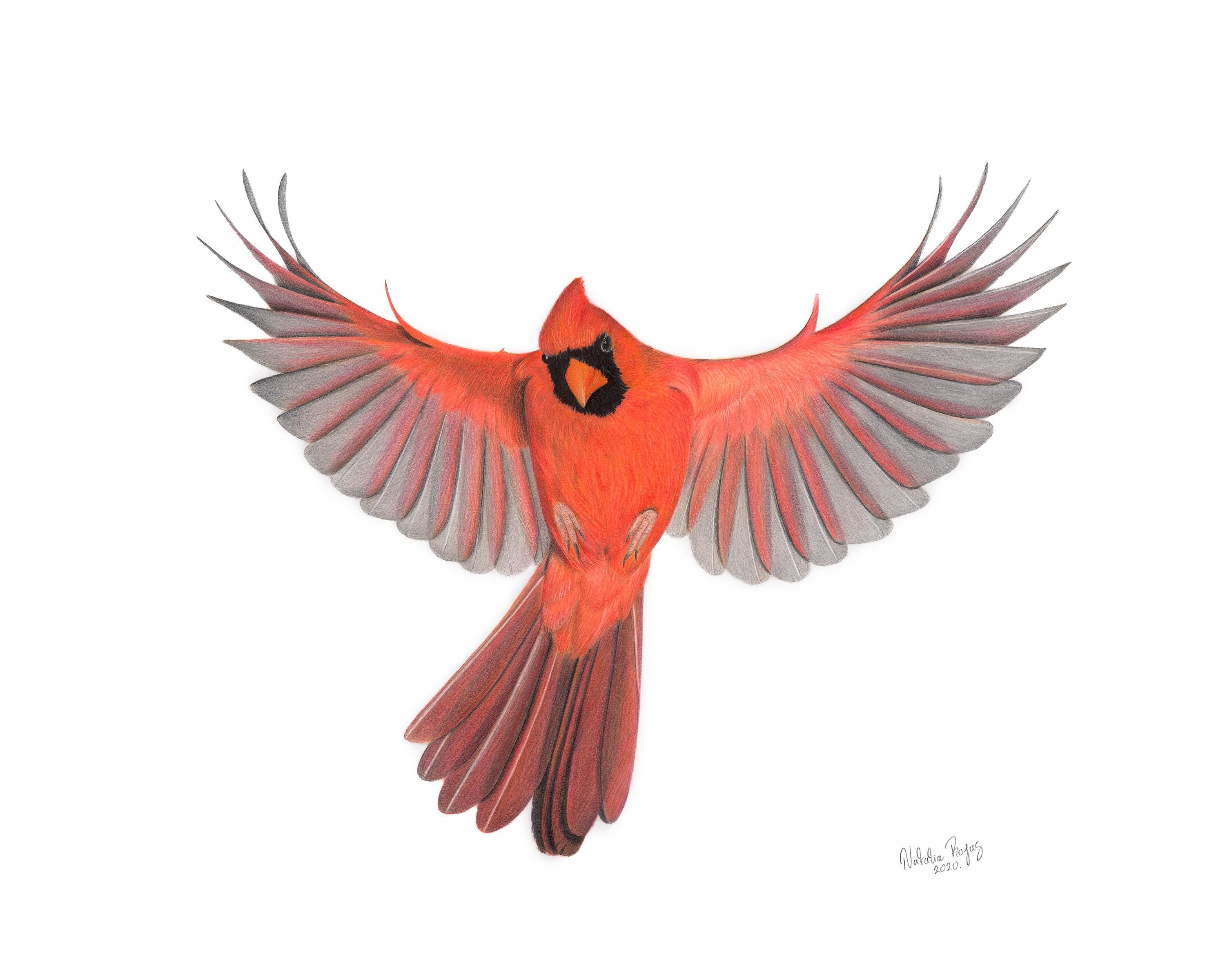 Northern Cardinal in Flight Original Artwork - Etsy