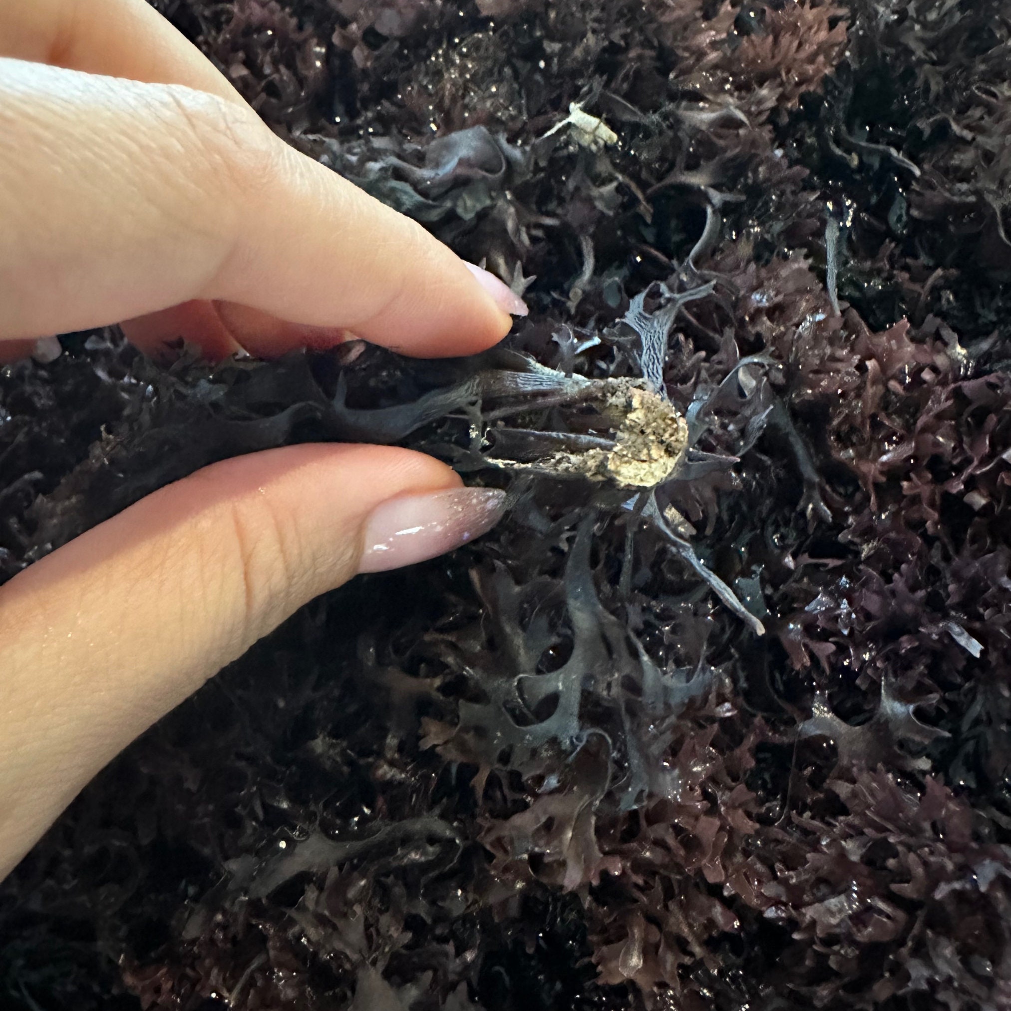 Purple Canadian Chondrus Crispus (irish Moss) - WHOLESALE - Etsy