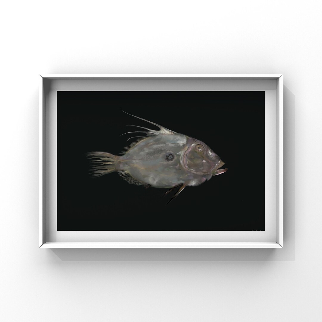 John Dory Art, Food Painting, Fish Print, Fish Wall Art, Fish Art, Fish ...