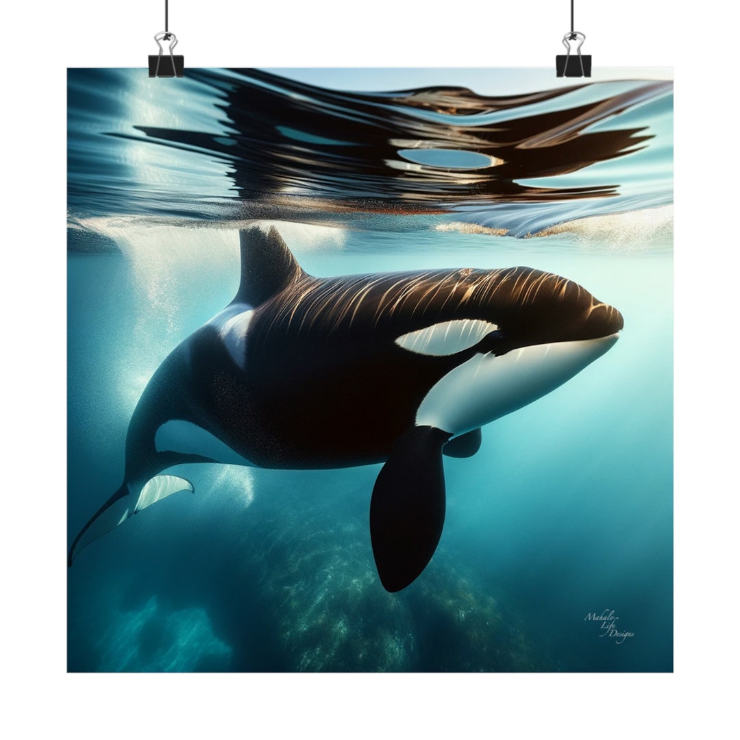 WALL ART - Orca Floating Near the Surface - Sea Life Collection - Etsy
