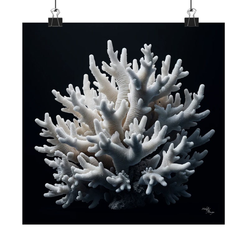 WALL ART - Amazing Intricate White Coral (unframed) - Etsy