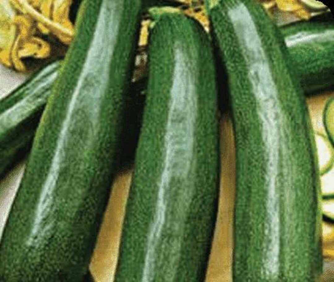Ambassador Hybrid Zucchini Squash Seeds - Etsy