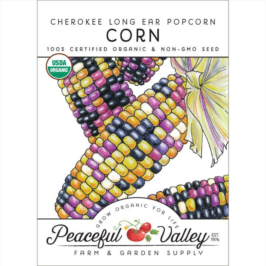 Cherokee Long Ear Popcorn Corn Seeds organic - Etsy