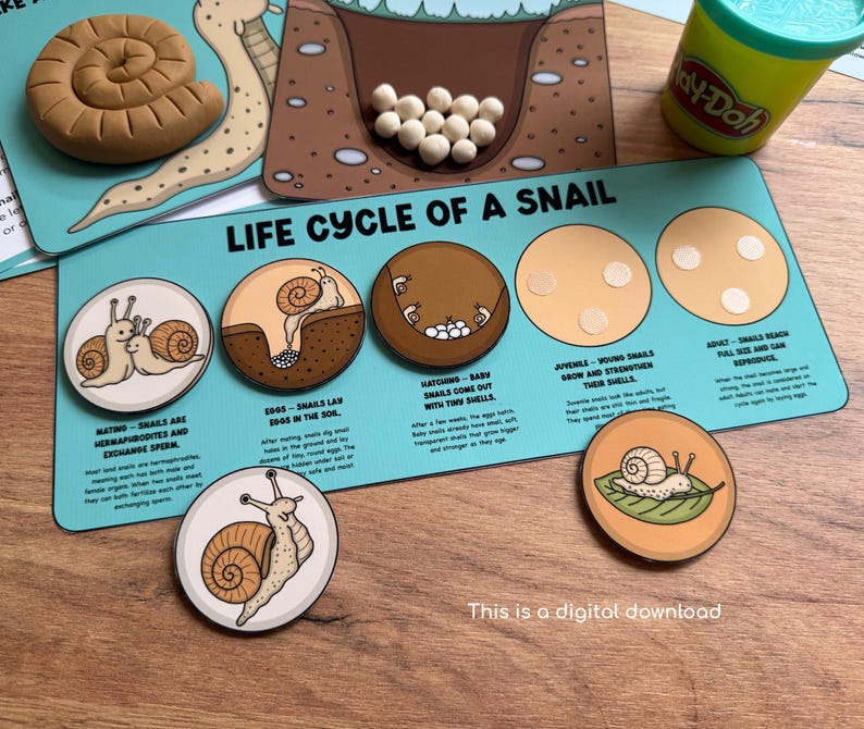 Snail Study Pack | Printable Life Cycle of a Snail, Anatomy Worksheet ...