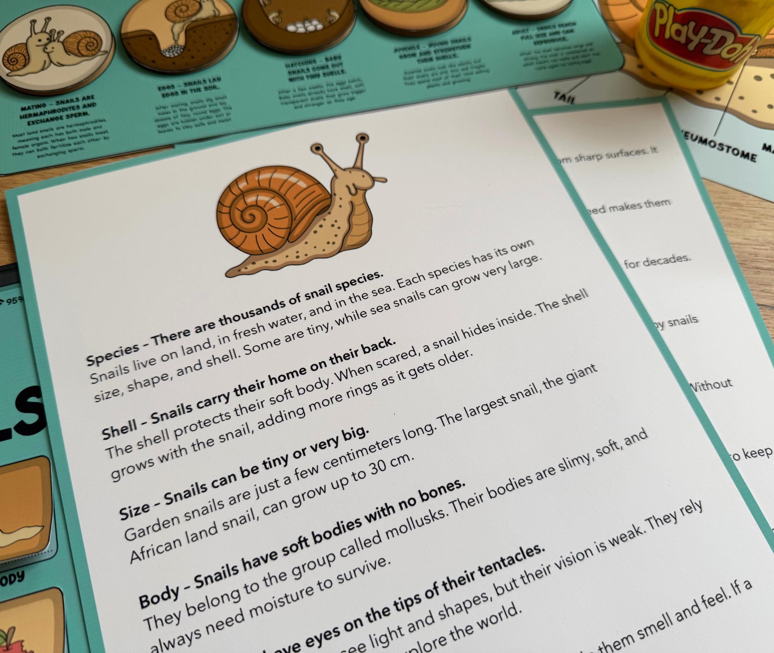Snail Study Pack | Printable Life Cycle of a Snail, Anatomy Worksheet ...