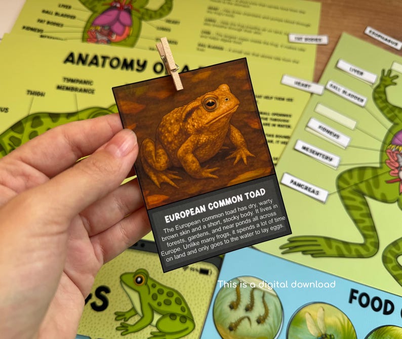 Frog Study Pack, Worksheets for Kids, Frog Life Cycle Printable ...