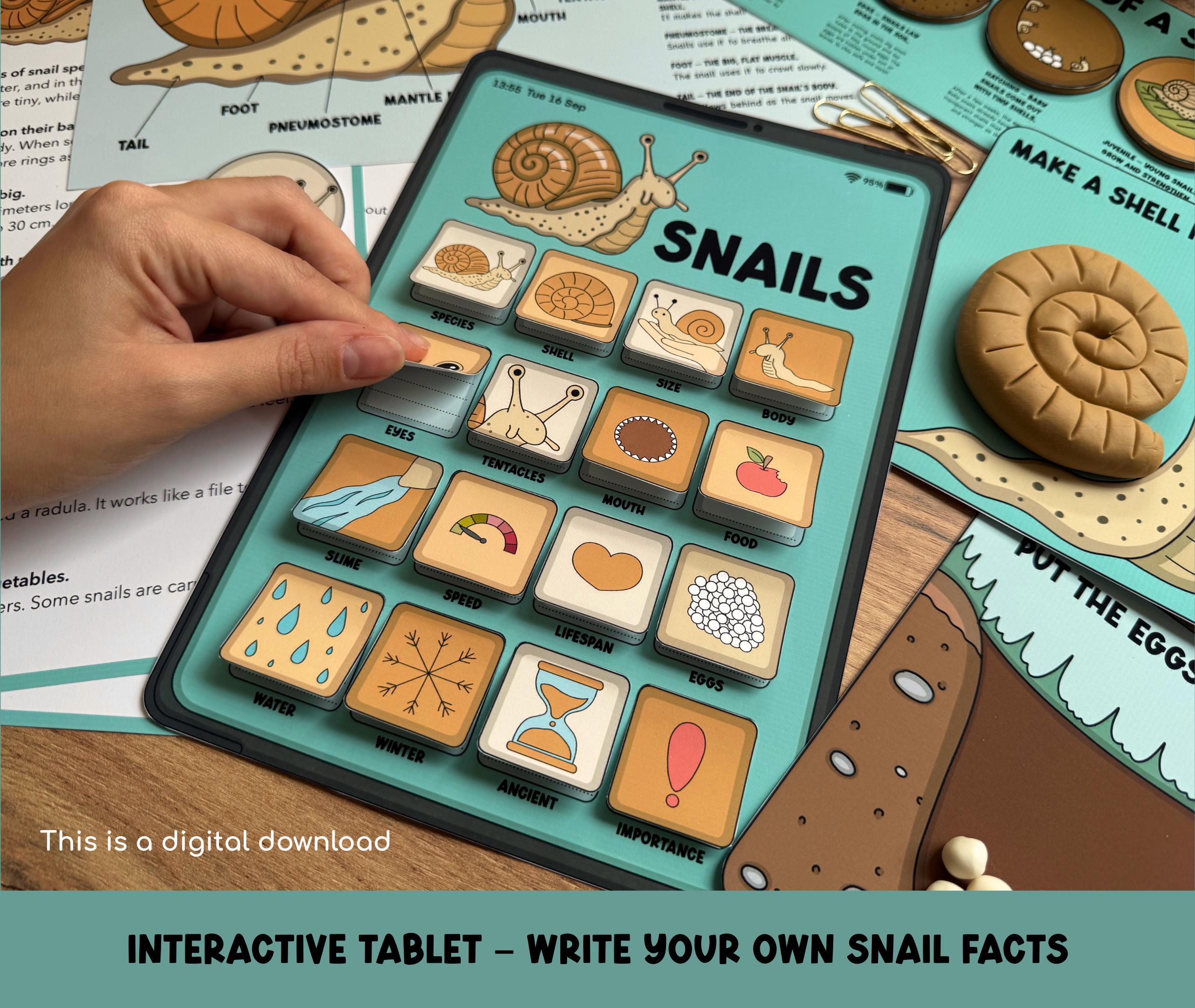Snail Study Pack | Printable Life Cycle of a Snail, Anatomy Worksheet ...