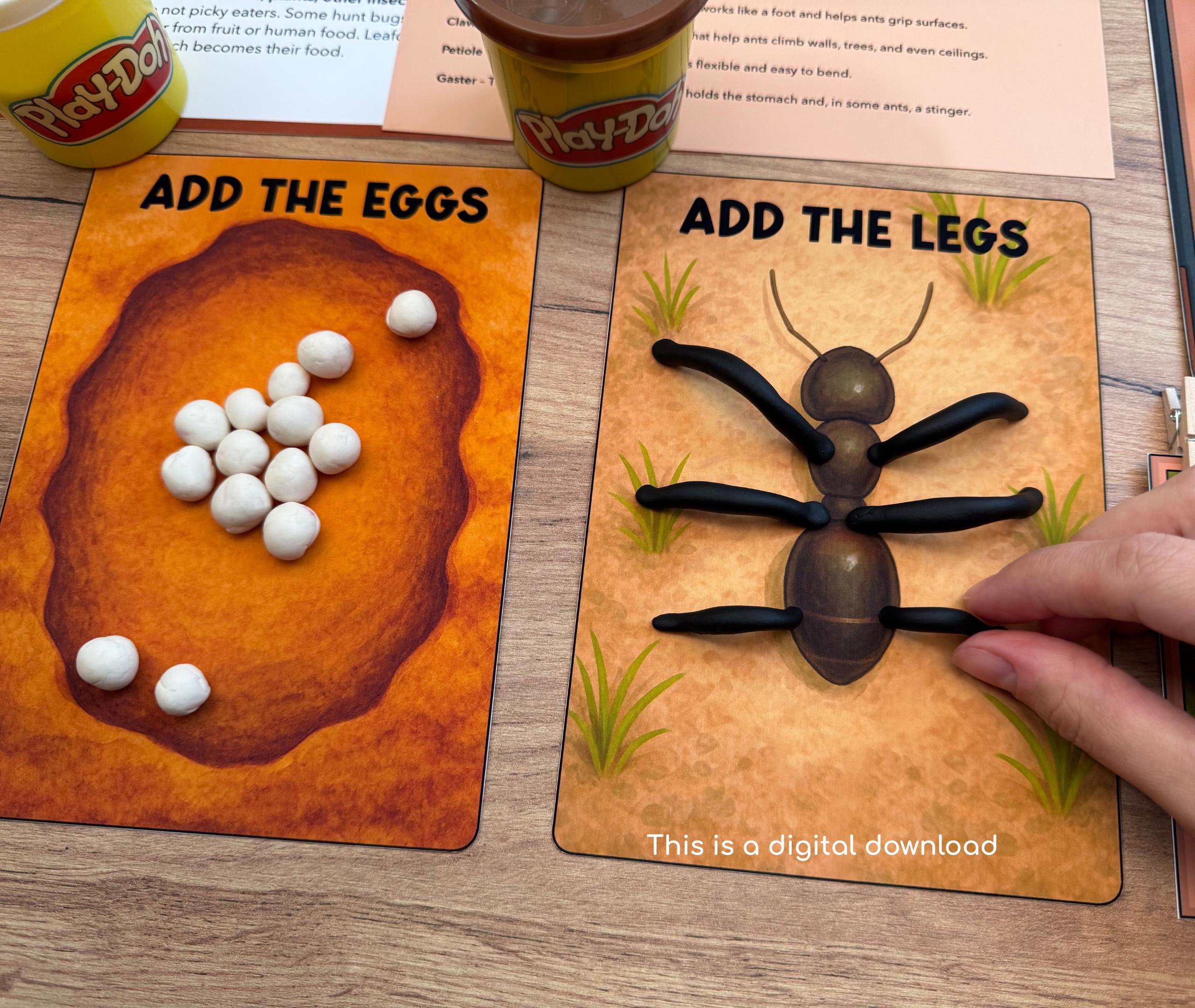 Ant Study Pack, Worksheets for Kids, Ant Life Cycle Printable, Insect ...