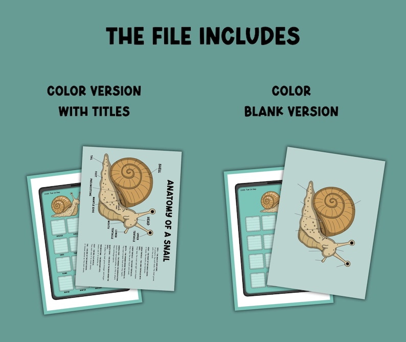 Snail Study Pack | Printable Life Cycle of a Snail, Anatomy Worksheet ...